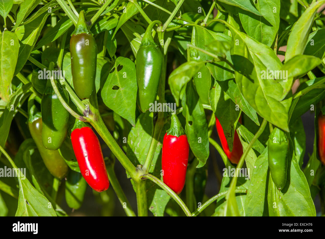 Green jalapeno peppers growing hi-res stock photography and images - Alamy