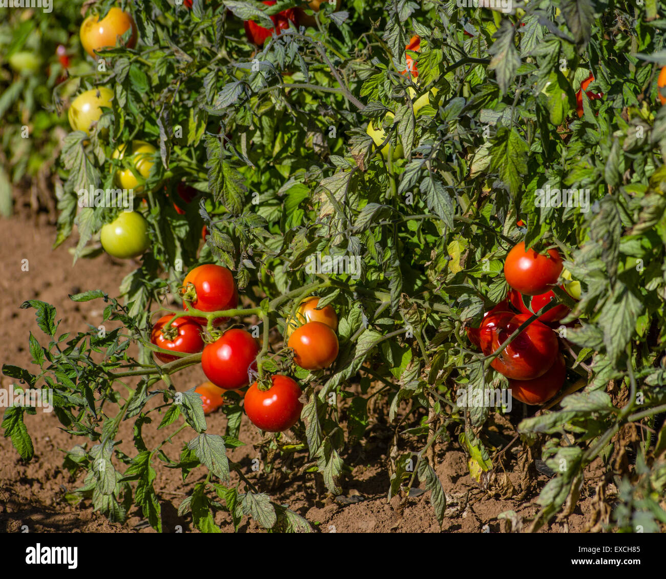 Row tomato hi-res stock photography and images - Alamy