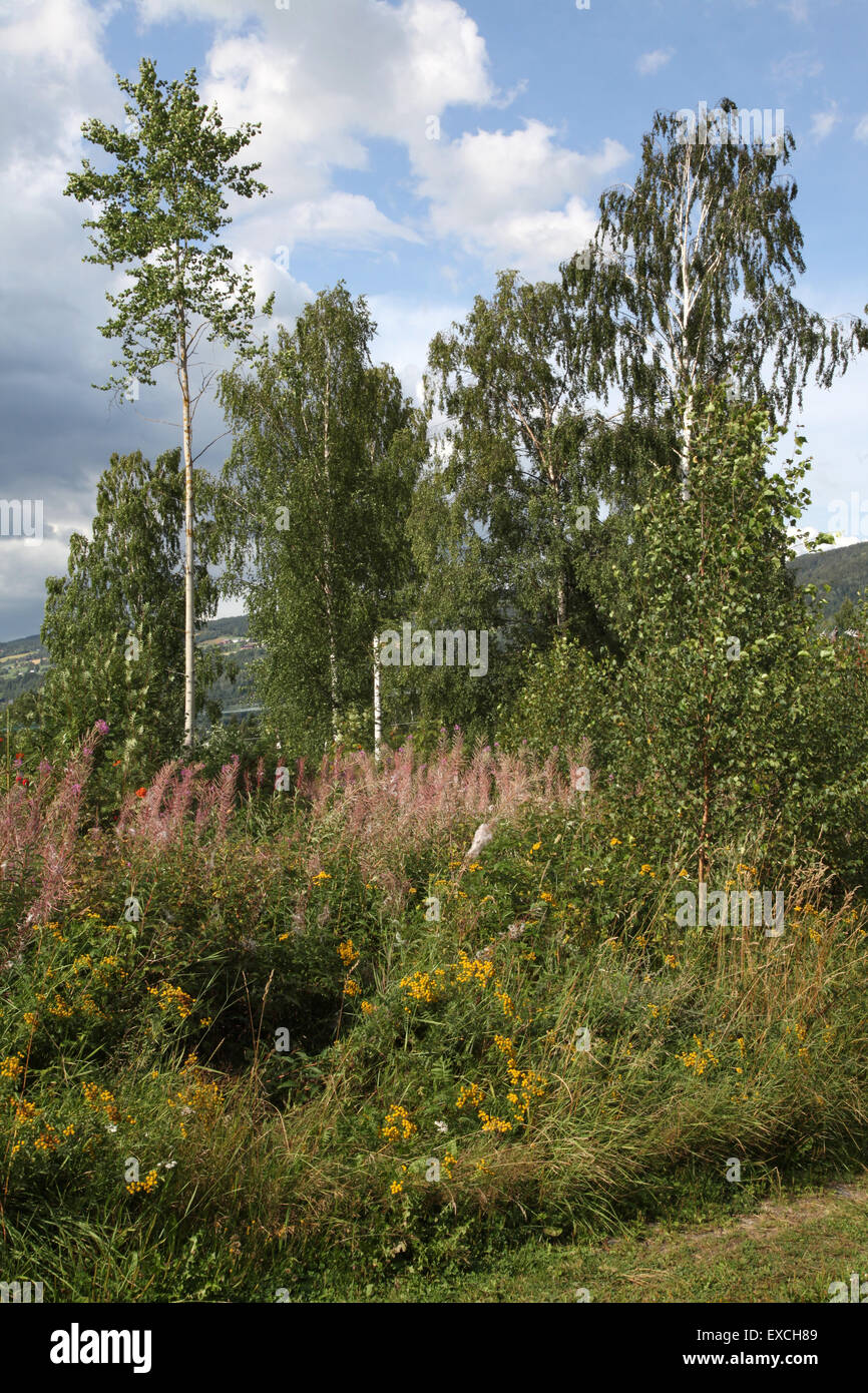 Sublime trees hi-res stock photography and images - Alamy