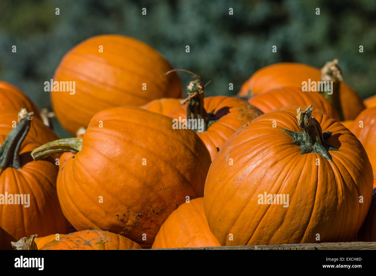 Bright orange halloween pumpkins on display at a farm Stock Photo - Alamy