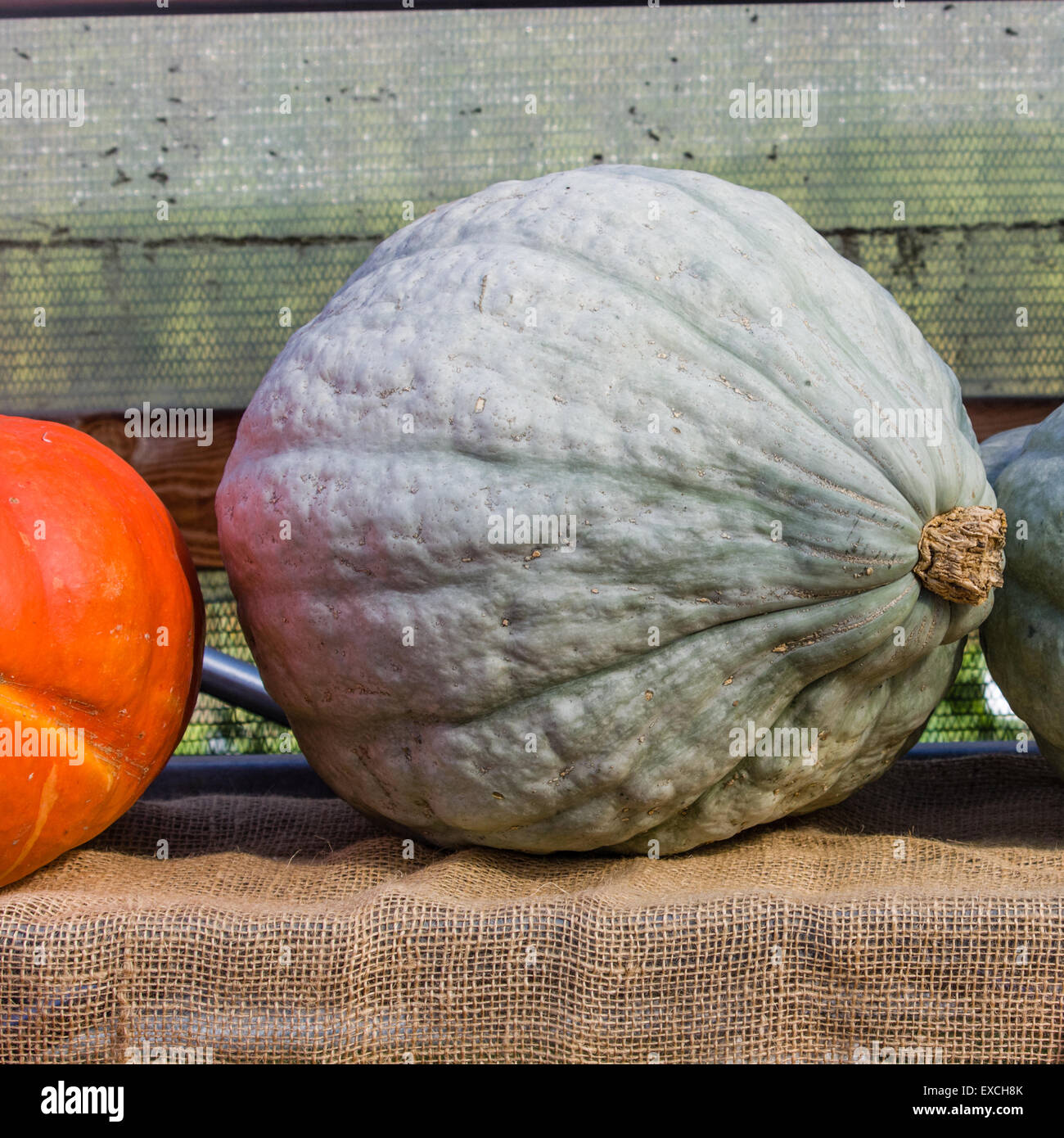 Hubbard squash hi-res stock photography and images - Alamy