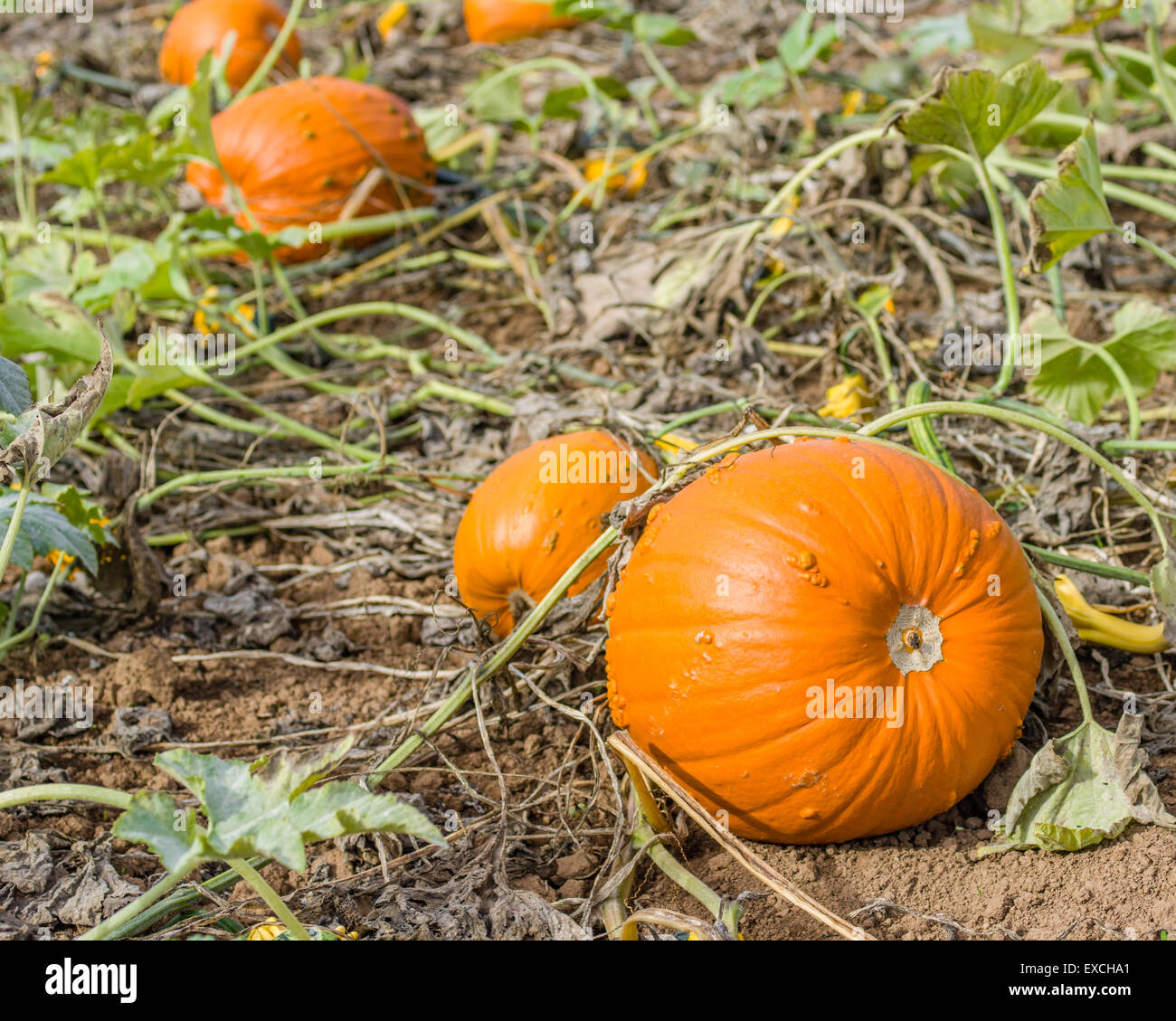 Farm field with pumpkins and vines Stock Photo - Alamy