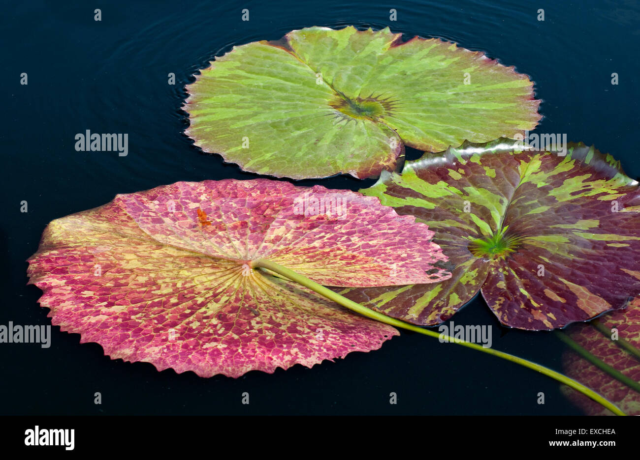 Colorful Tropical Water Lily Pads - Nymphaea Stock Photo - Alamy