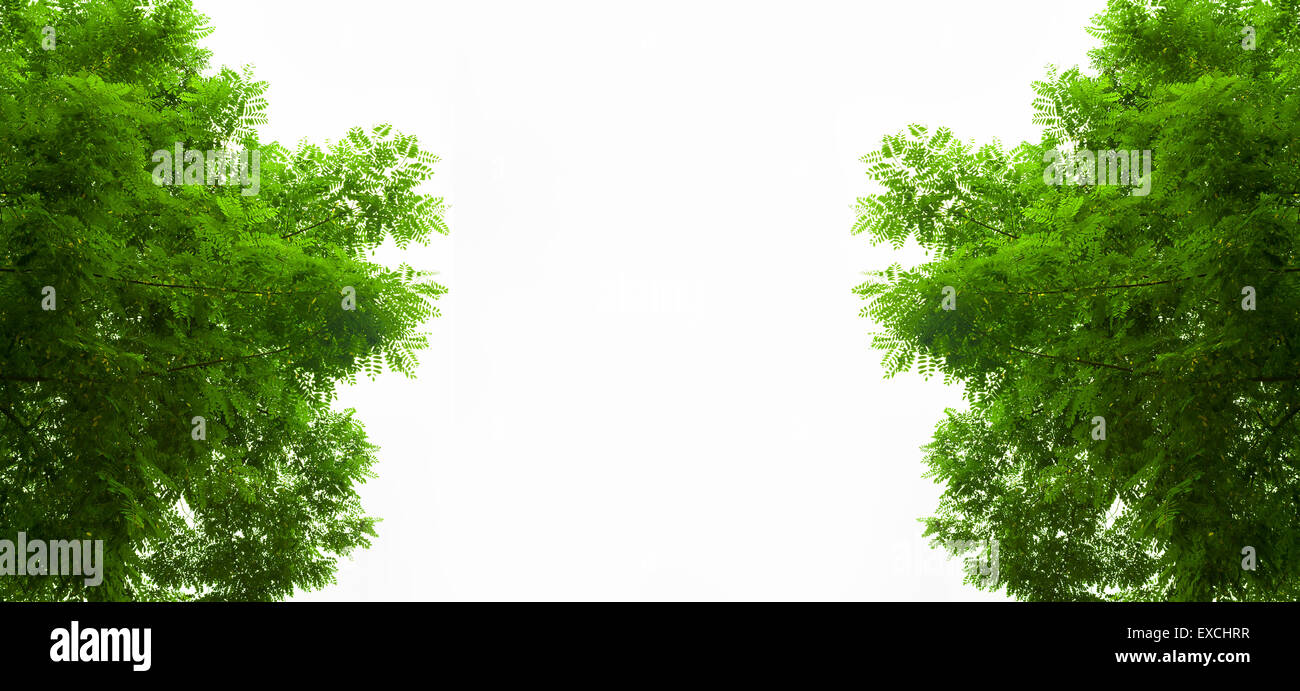 Tree canopies hi-res stock photography and images - Alamy