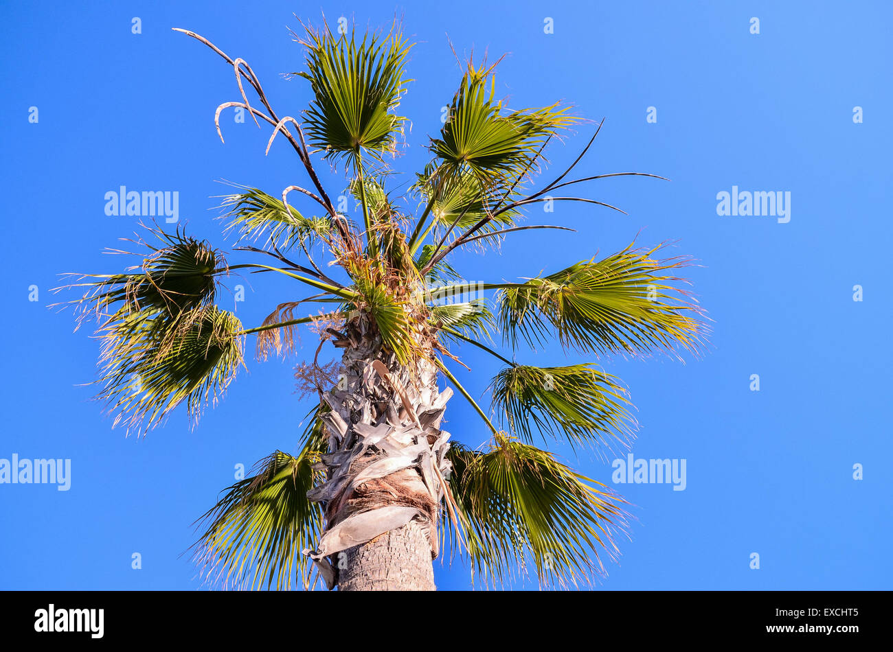 Green Palm Canarian Tree Stock Photo - Alamy