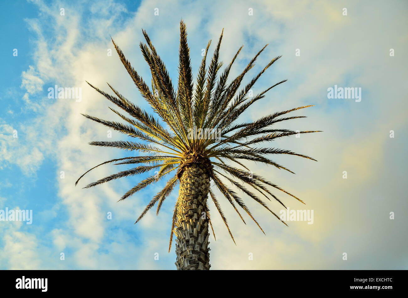 Green Palm Canarian Tree Stock Photo - Alamy