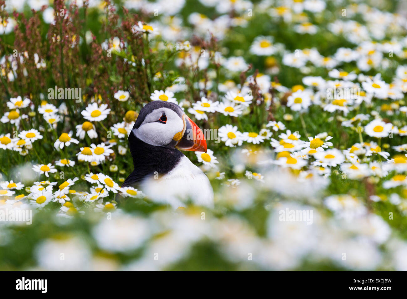 Puffin skomer island hi-res stock photography and images - Alamy