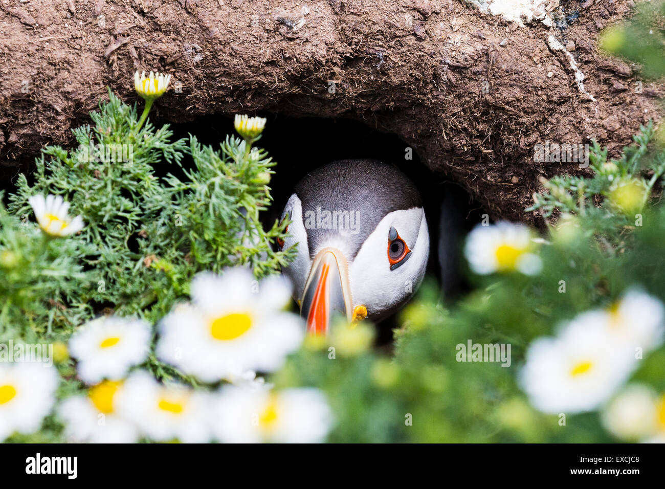 Puffin, Skomer Island, Pembrokeshire Stock Photo - Alamy