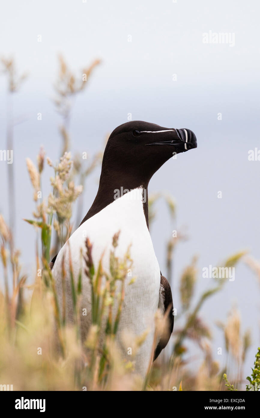 A razorbill hi-res stock photography and images - Alamy
