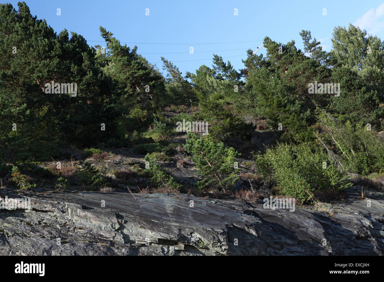 View of trees growing on mountain slope, Norway Stock Photo - Alamy