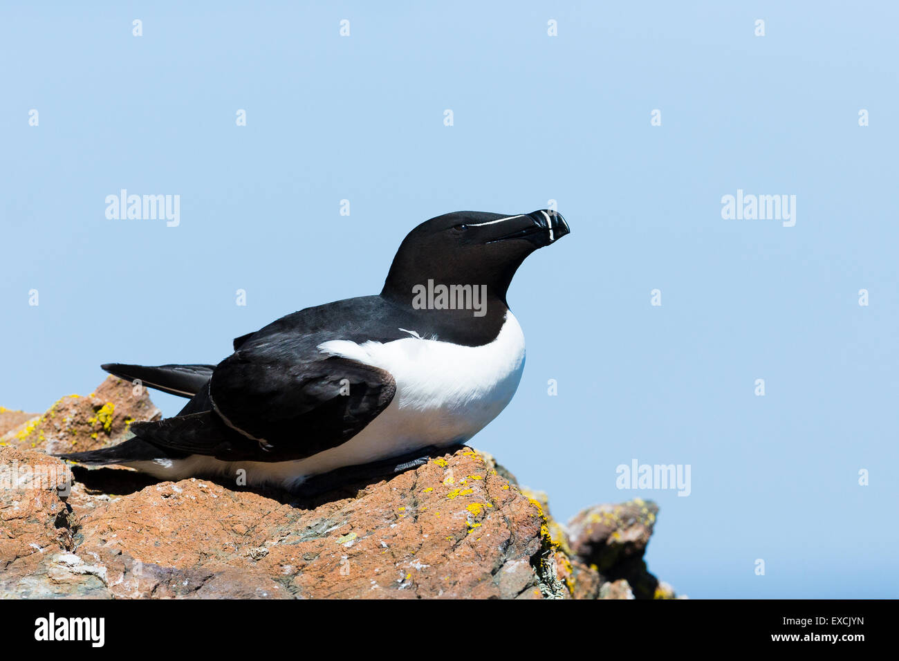 A razorbill on Skomer Island Stock Photo - Alamy