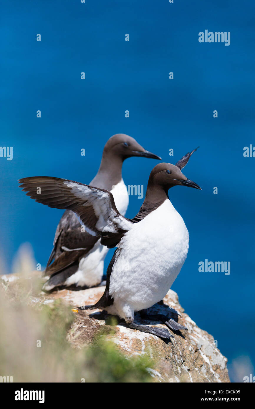 Guillemots skomer island hi-res stock photography and images - Alamy