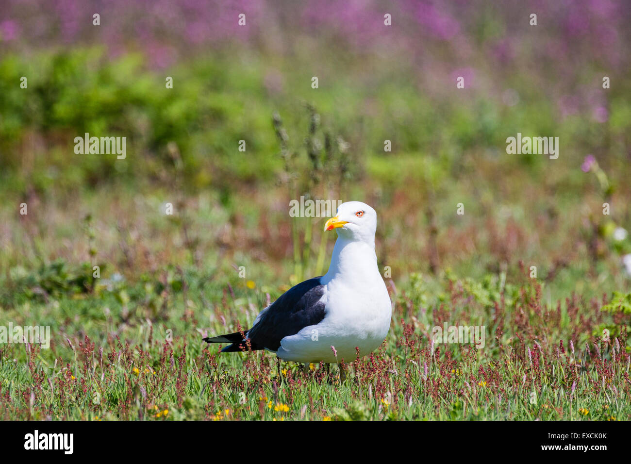 A Great Black-backed Gull on Skomer Island, Pembrokeshire Stock Photo ...