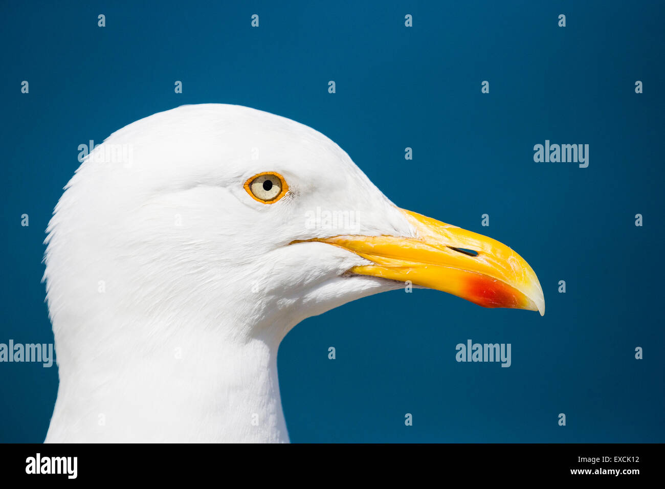 A Great Black-backed Gull on Skomer Island, Pembrokeshire Stock Photo ...