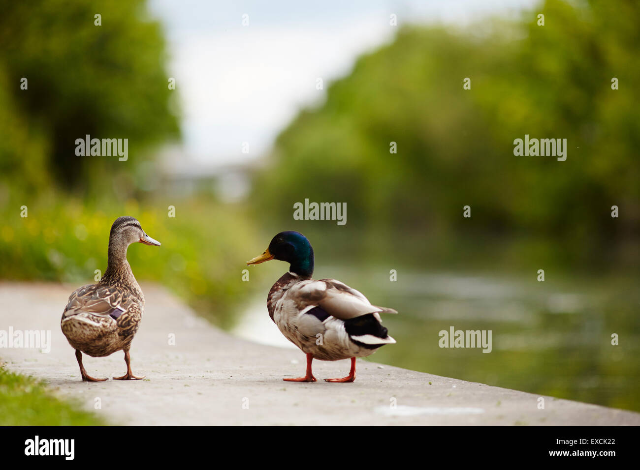 Open road cruiser hi-res stock photography and images - Alamy
