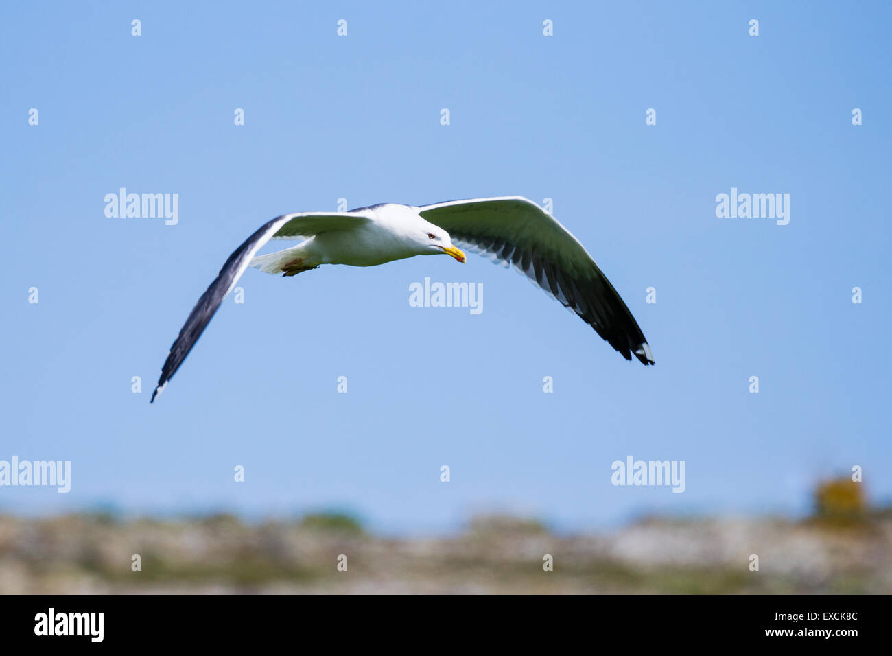 A Great Black-backed Gull on Skomer Island, Pembrokeshire Stock Photo ...
