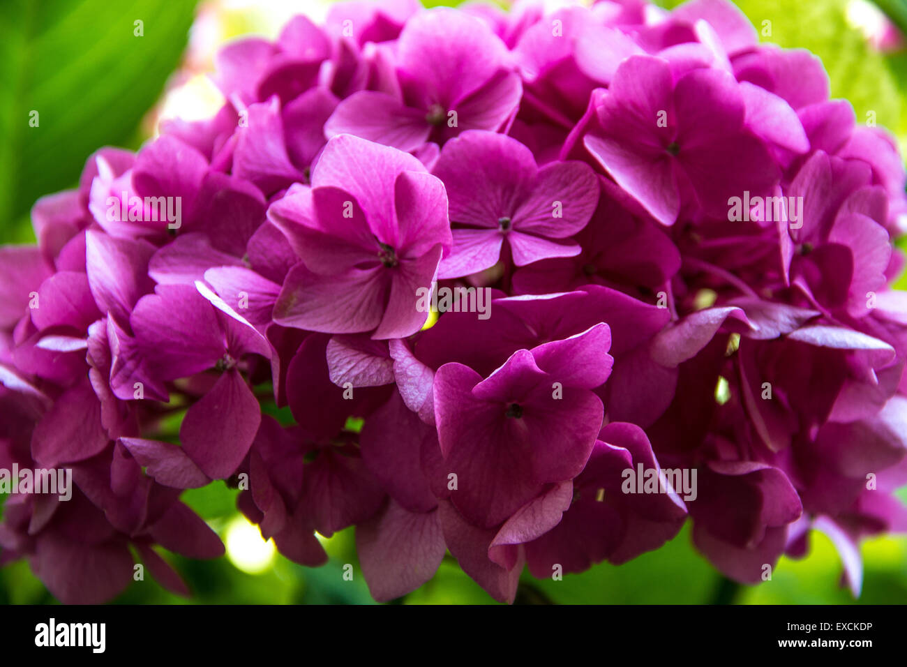 Pink hydrangea in summer Stock Photo - Alamy