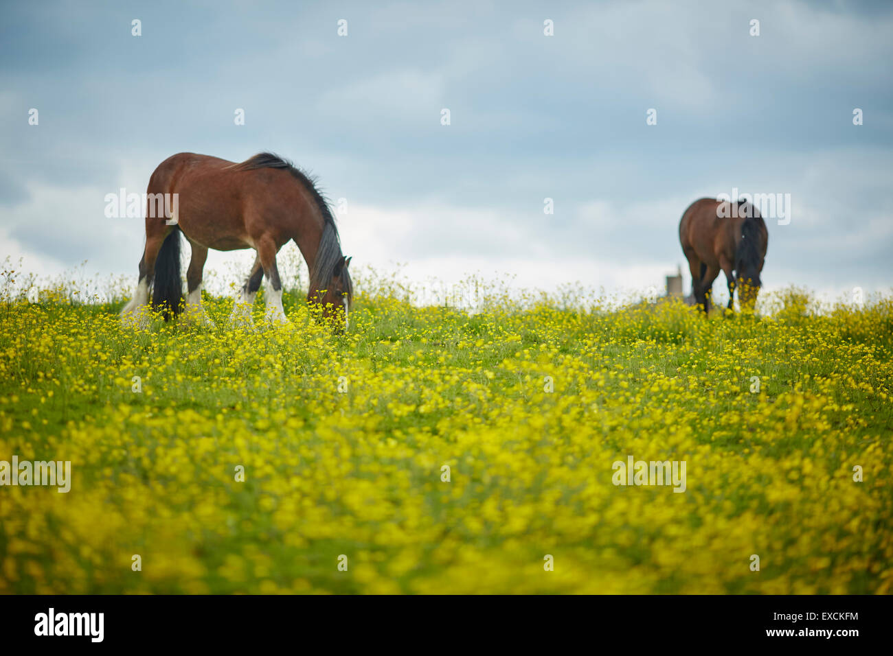 Runcorn industrial town cargo port hi-res stock photography and images ...
