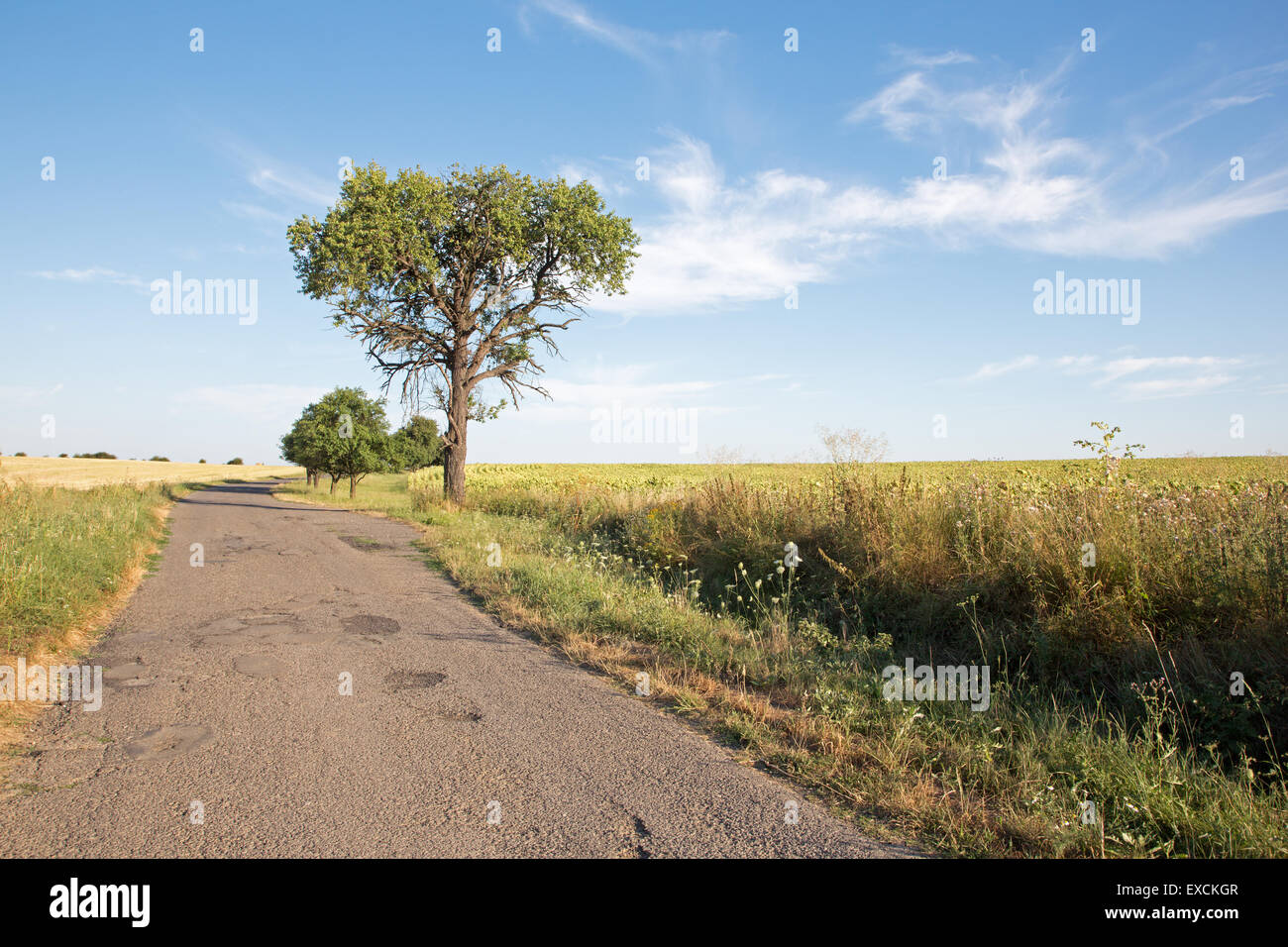 A way and tree in the country Stock Photo - Alamy