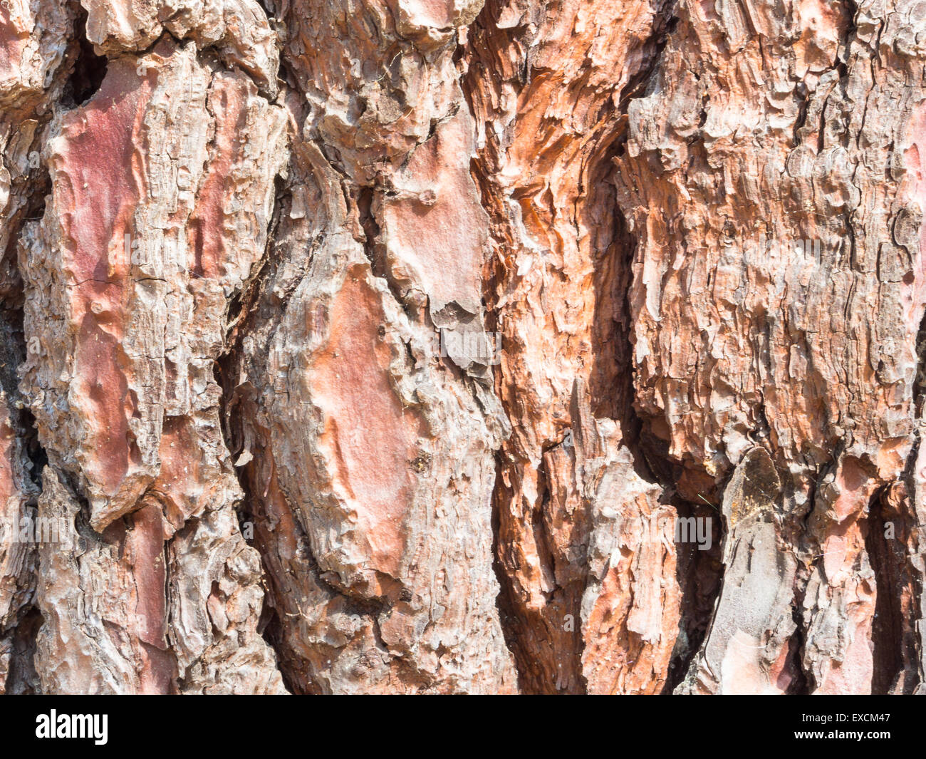 cortex pine close up. Close up image in front of a pine tree Stock ...