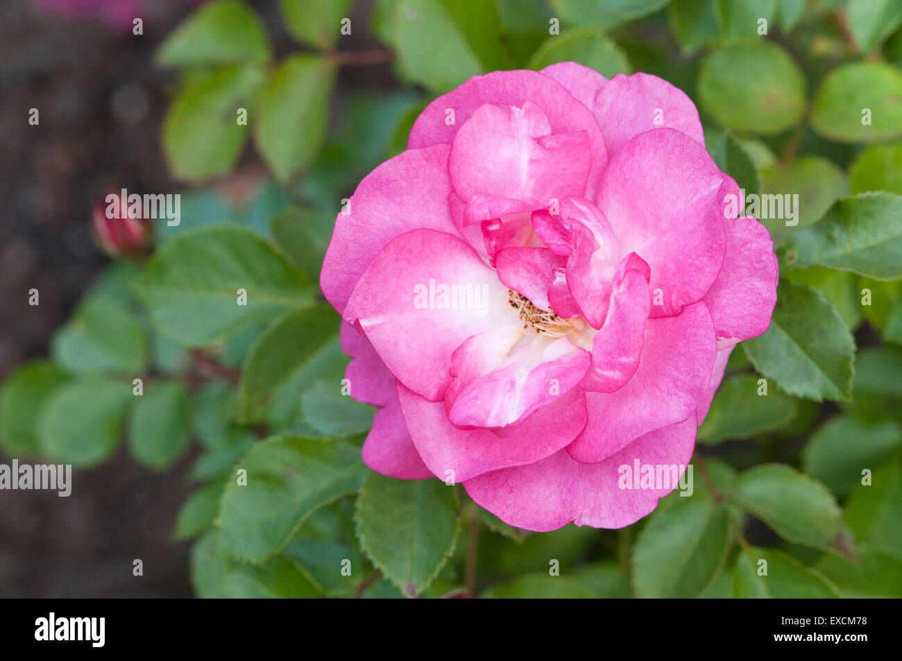 Pink Shrub Rose - Rosa Sunrise Sunset Stock Photo - Alamy