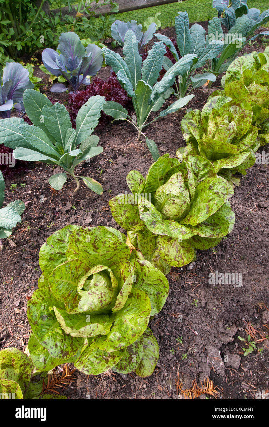 Freckles lettuce hi-res stock photography and images - Alamy