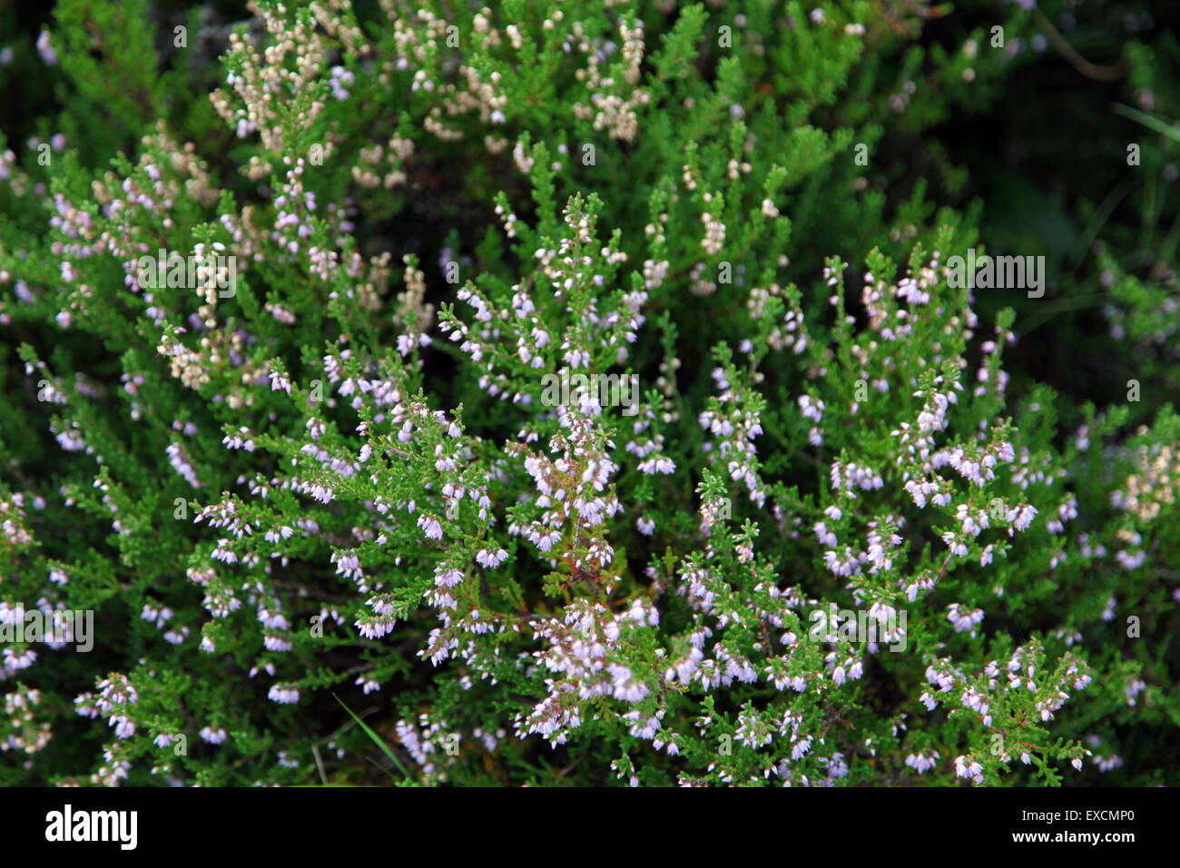 Norwegian wildflowers hi-res stock photography and images - Alamy