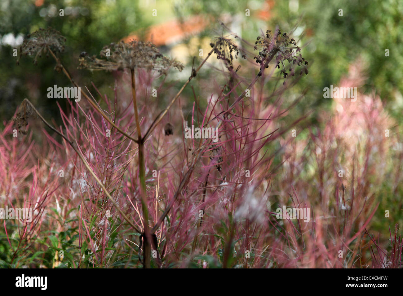 Wildflowers in Norway Stock Photo - Alamy