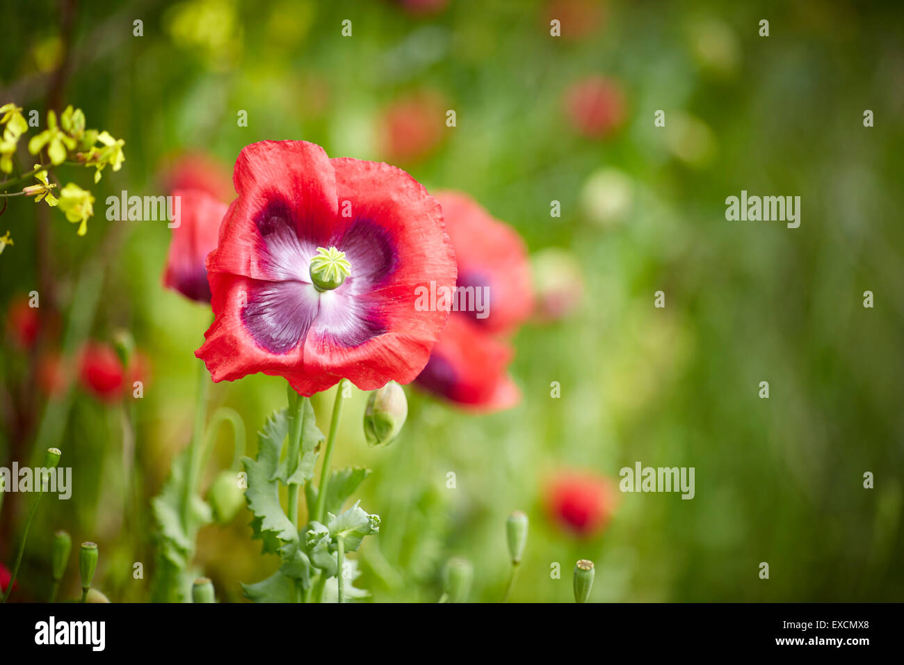 Pictures around Southport Pictured Ribble Estuary Nature reserve, wild ...