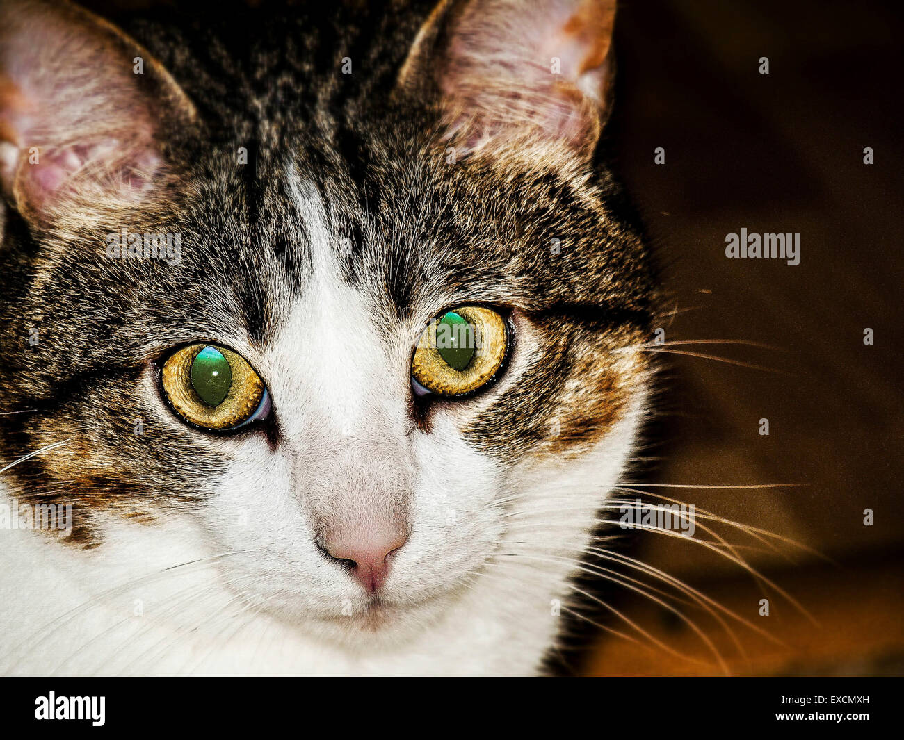 Expressive cat hi-res stock photography and images - Alamy