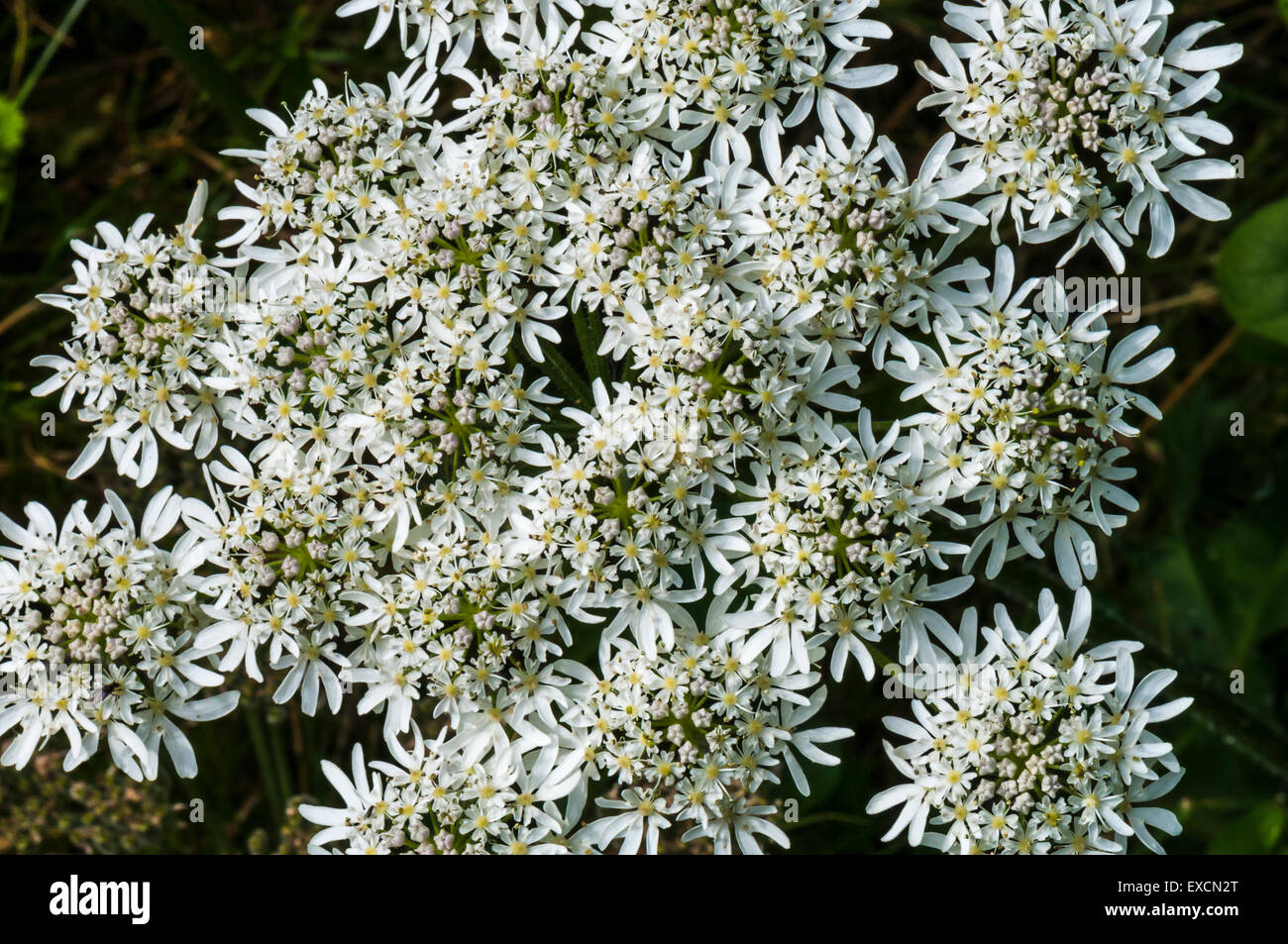 A close up of the common Hogweed flower head, Heracleum sphondylium ...