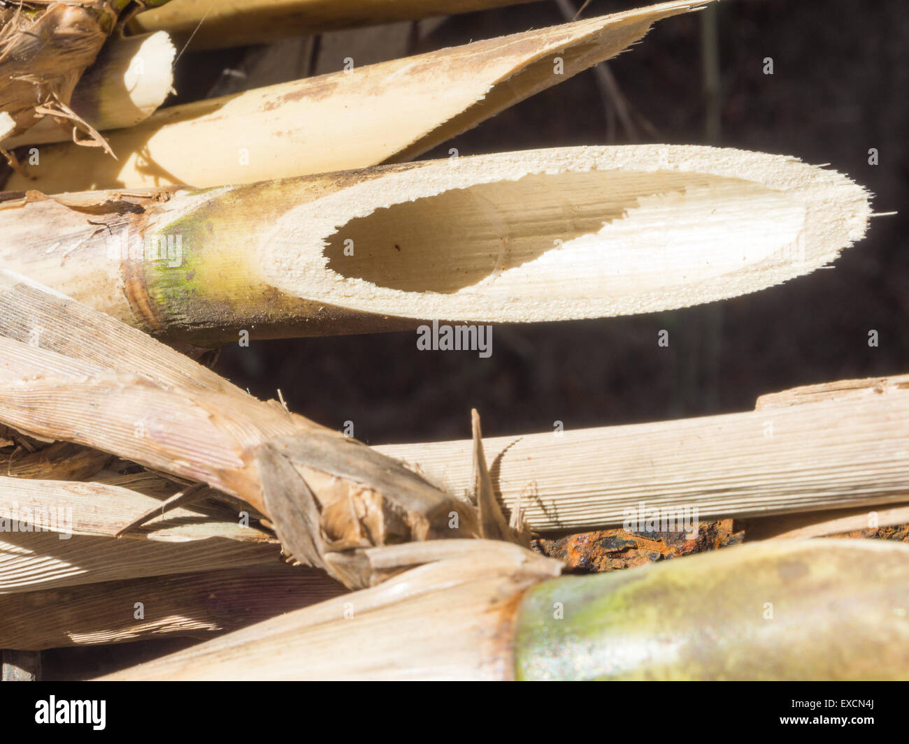 Cut reeds hi-res stock photography and images - Alamy