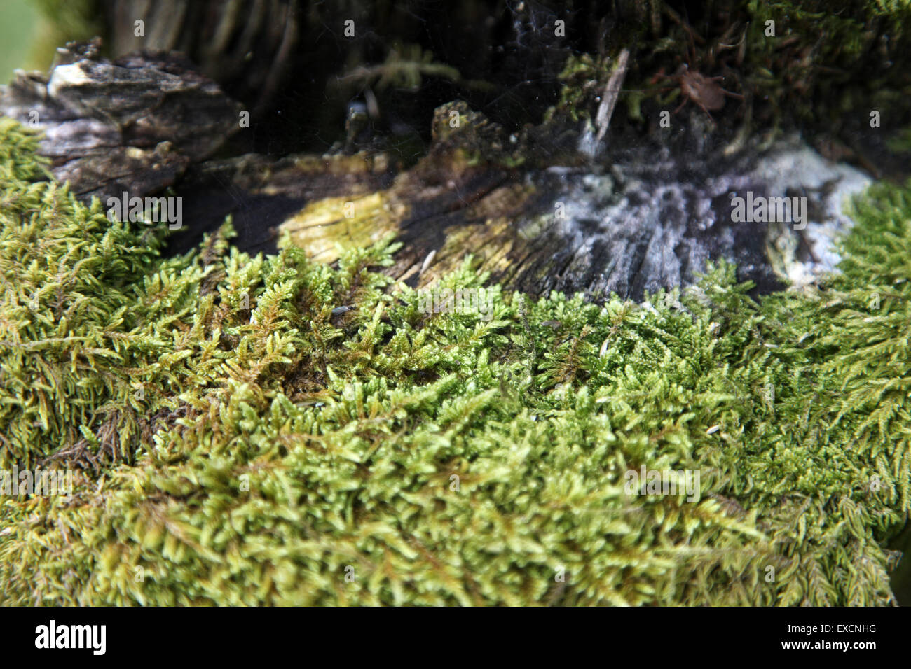 Norway moss hi-res stock photography and images - Alamy