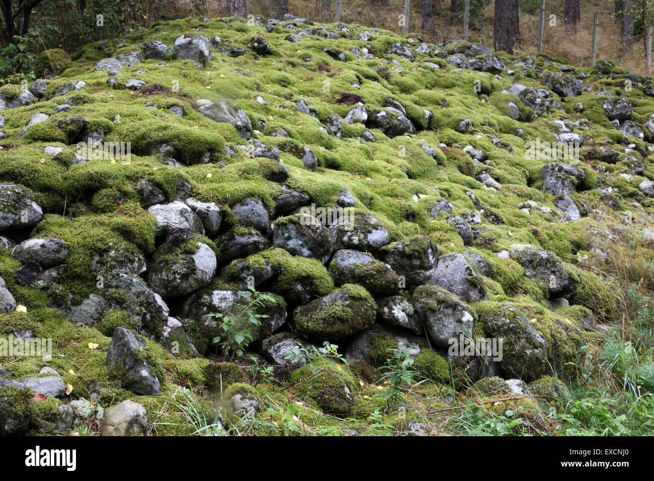 Moss covered boulders in hi-res stock photography and images - Alamy