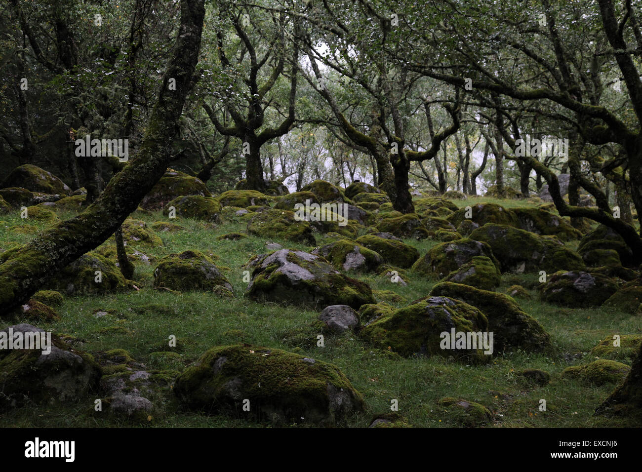 Moss rocks forest hi-res stock photography and images - Alamy