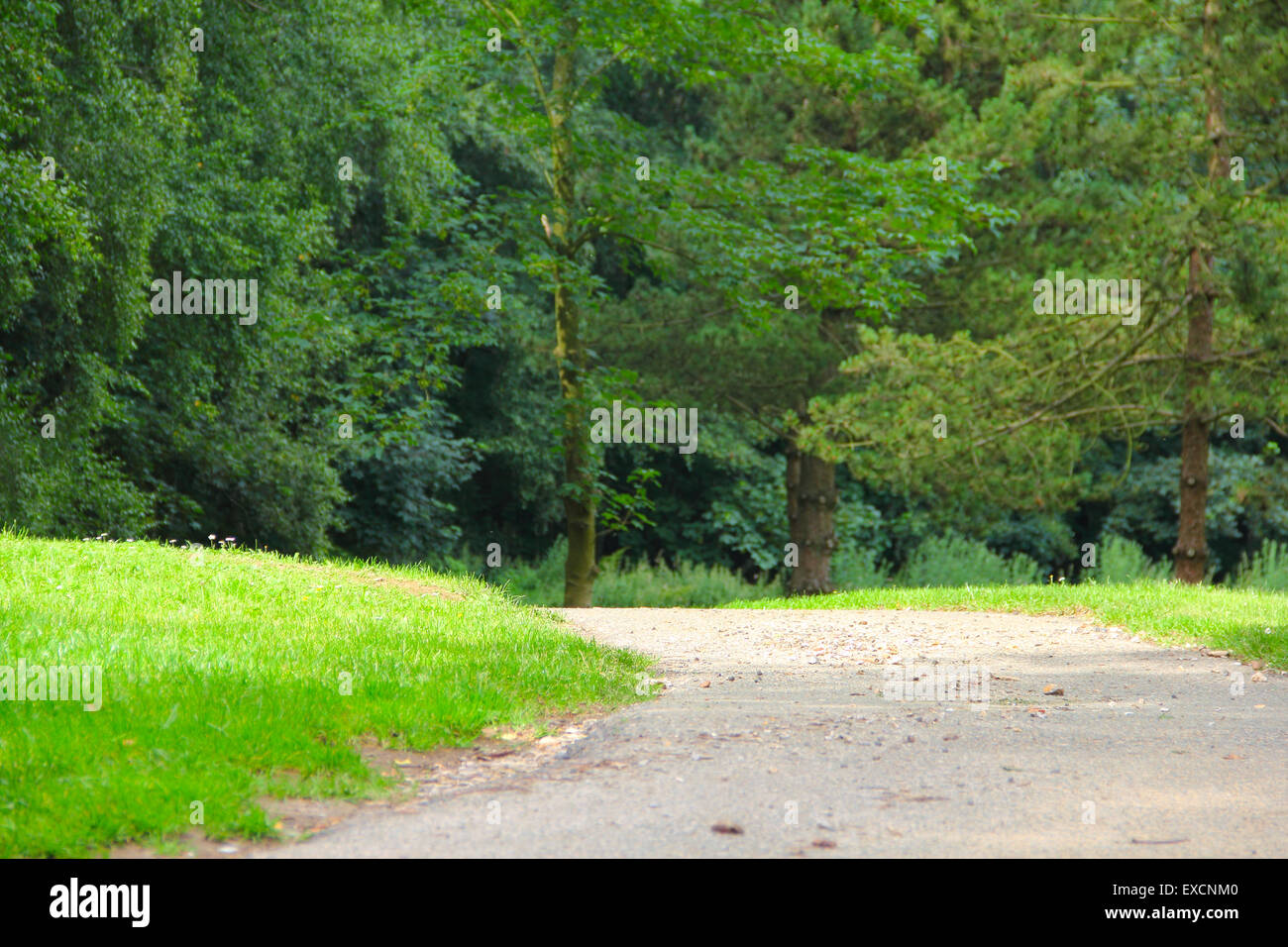 Walking path in green summer park, close up view Stock Photo - Alamy