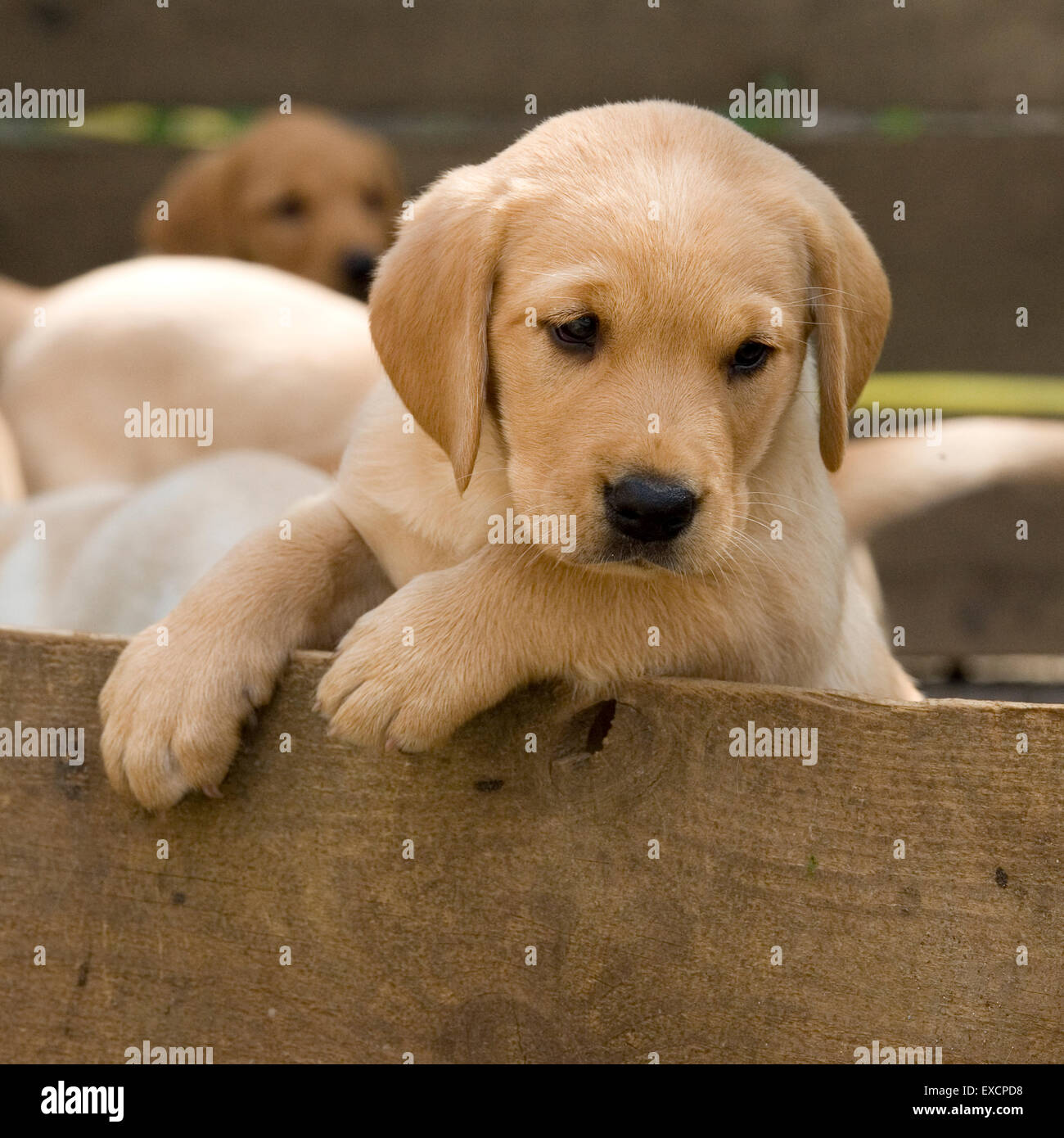 Retriever yellow labrador hi-res stock photography and images - Alamy
