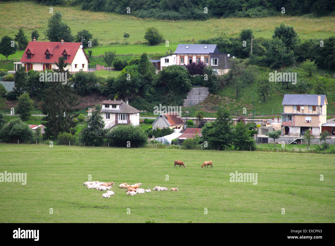 Cattle Grazing on Farmland near Dieppe, Normandy, France Stock Photo ...