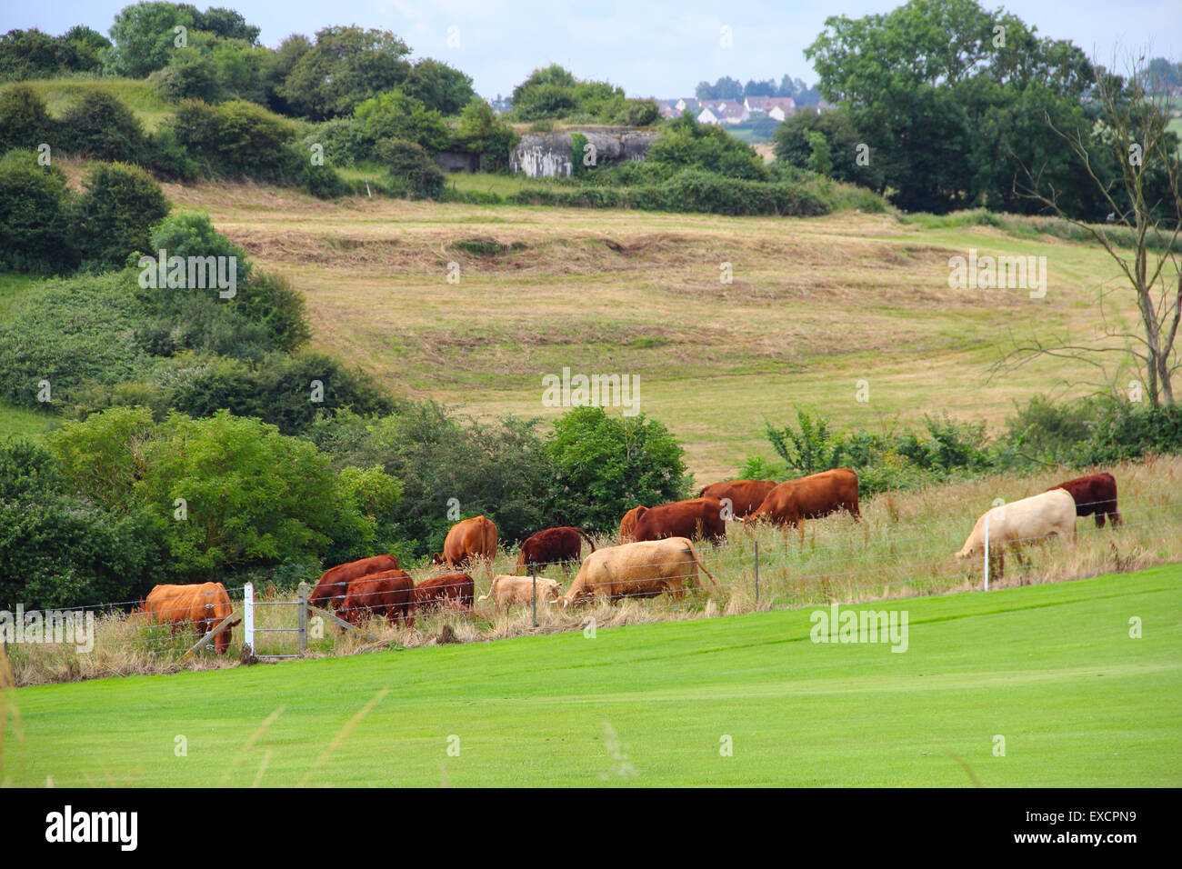 Cattle Grazing on Farmland near Dieppe, Normandy, France Stock Photo ...