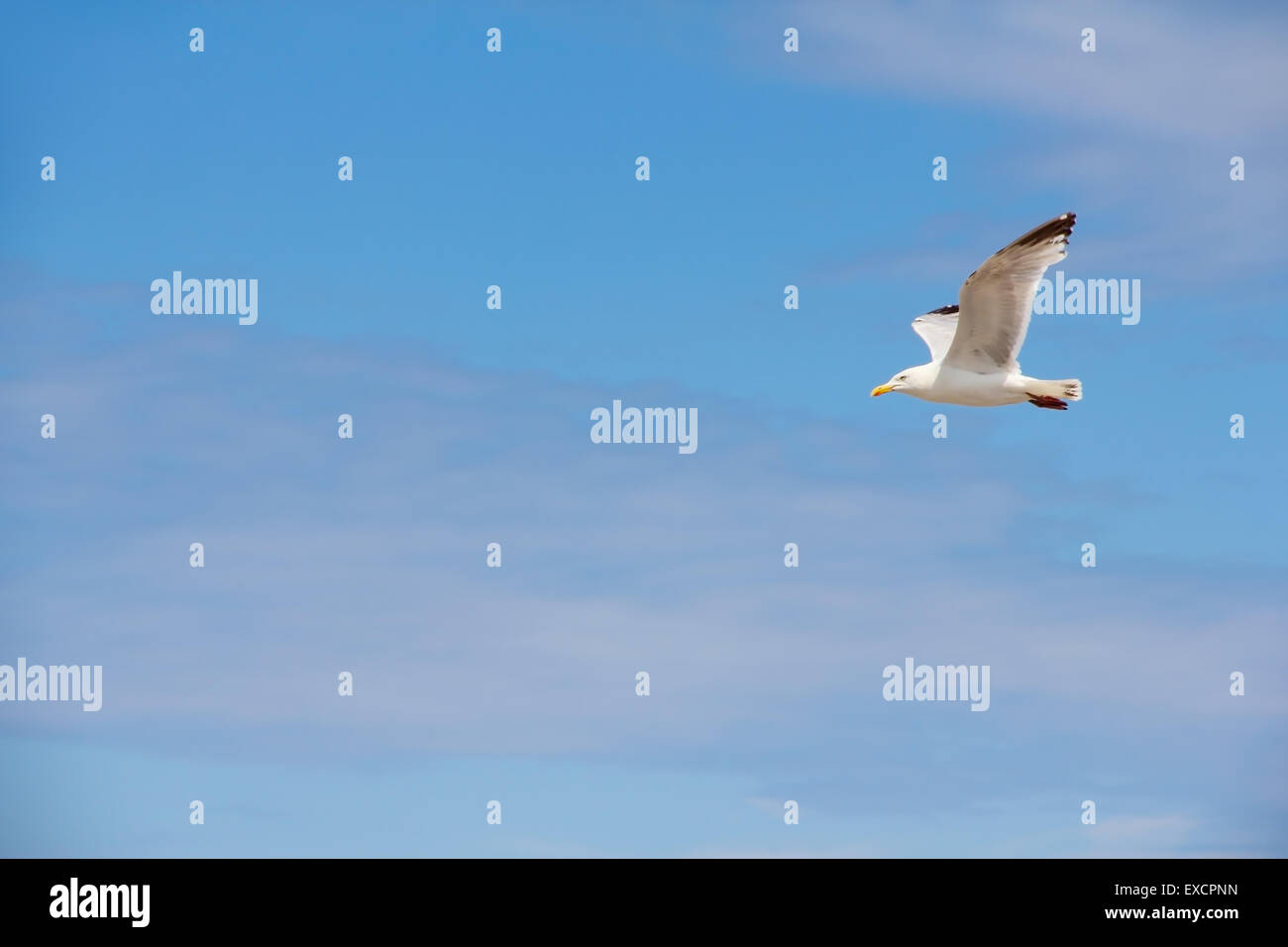 Flying seagull in blue sky with clouds close-up Stock Photo - Alamy