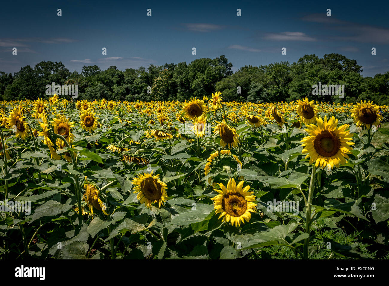 Sunflowers in full bloom Stock Photo - Alamy