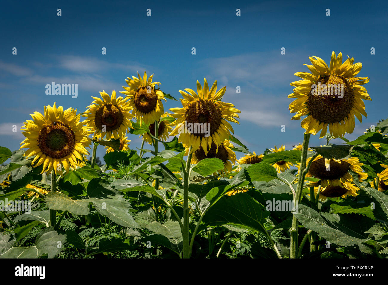 Sunflowers in full bloom Stock Photo - Alamy