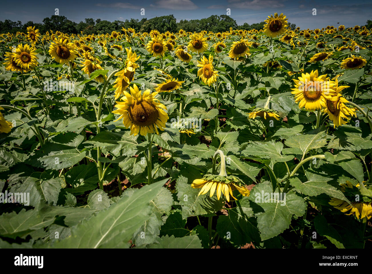 Sunflowers in full bloom Stock Photo - Alamy