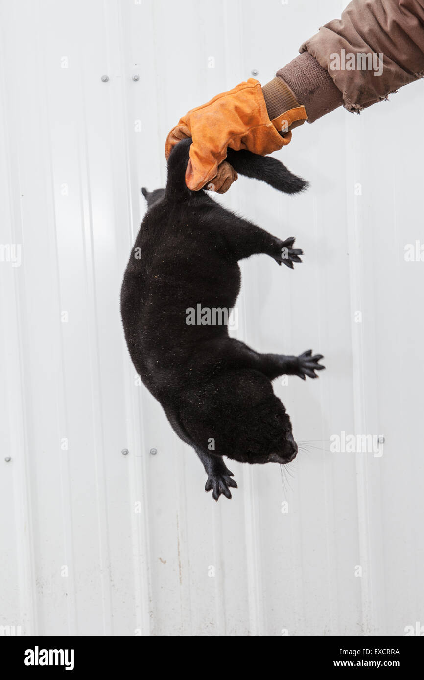 Mink farm hi-res stock photography and images - Alamy