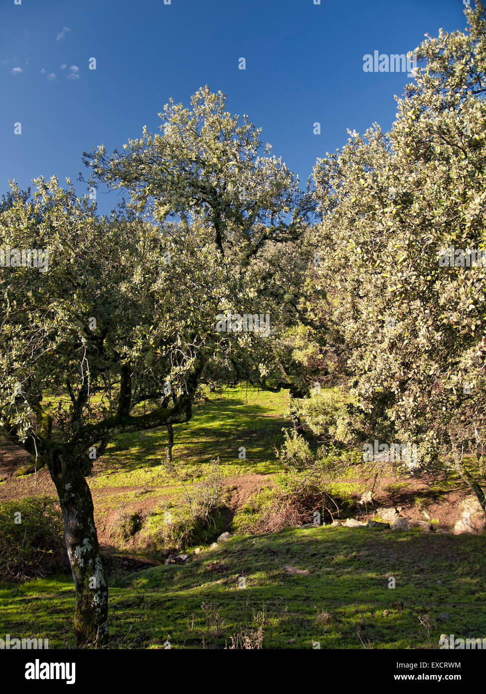 Picture of Holm Oak trees, Quercus ilex, in a dehesa (pasture). Sierra ...