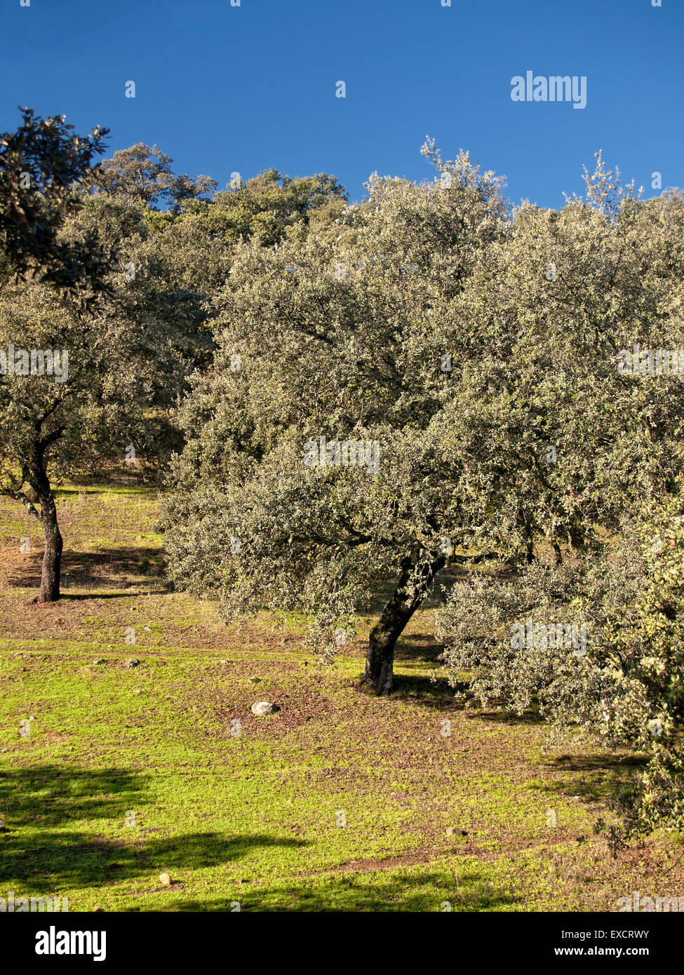 Picture of Holm Oak trees, Quercus ilex, in a dehesa (pasture). Sierra ...