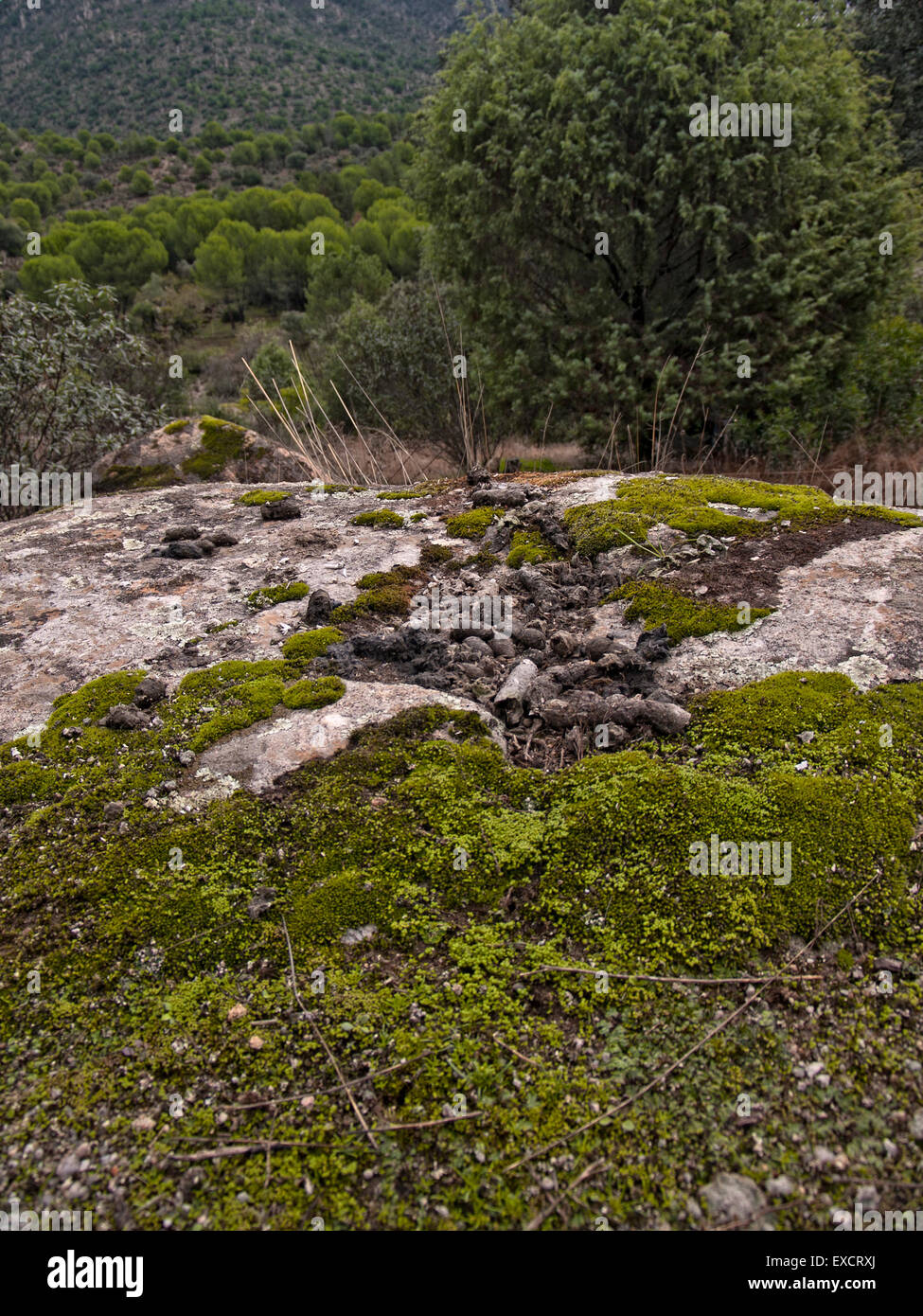 Lynx Pardinus Stock Photos & Lynx Pardinus Stock Images - Alamy