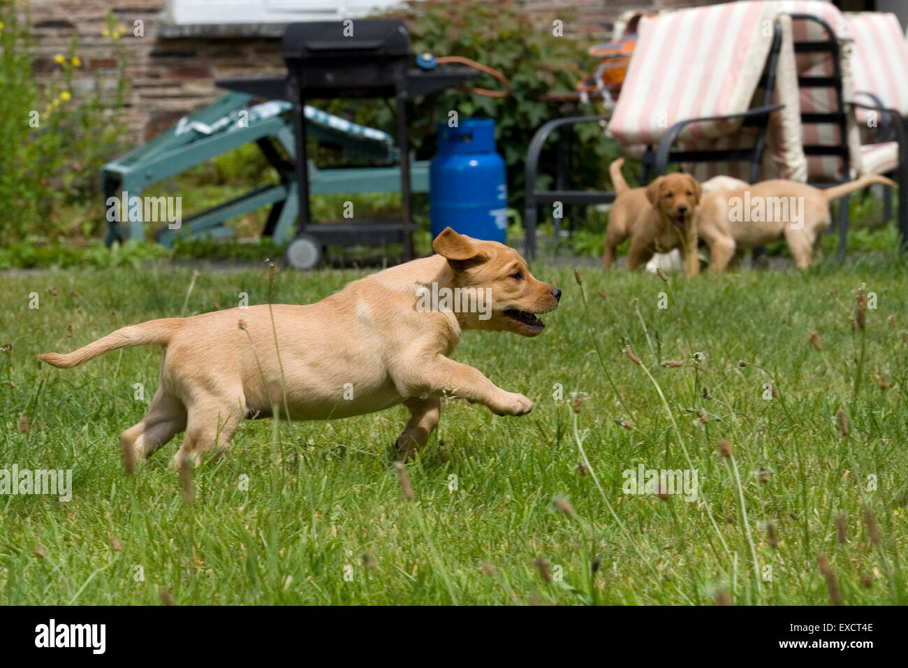 yellow labrador puppy, running Stock Photo - Alamy