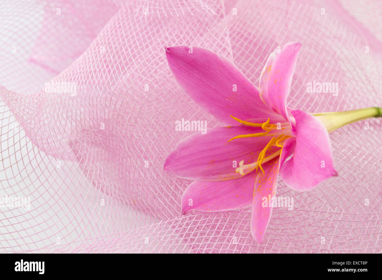 Lily flower background hi-res stock photography and images - Alamy