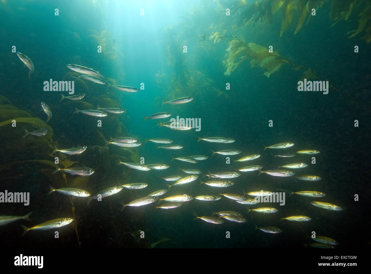 Fish school swimming at California underwater Kelp Forest Stock Photo ...